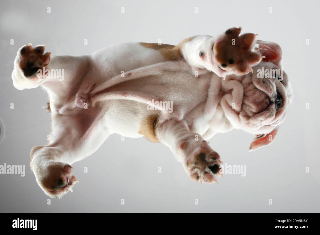 English Bulldog, puppy, 10 weeks, detachable Stock Photo - Alamy