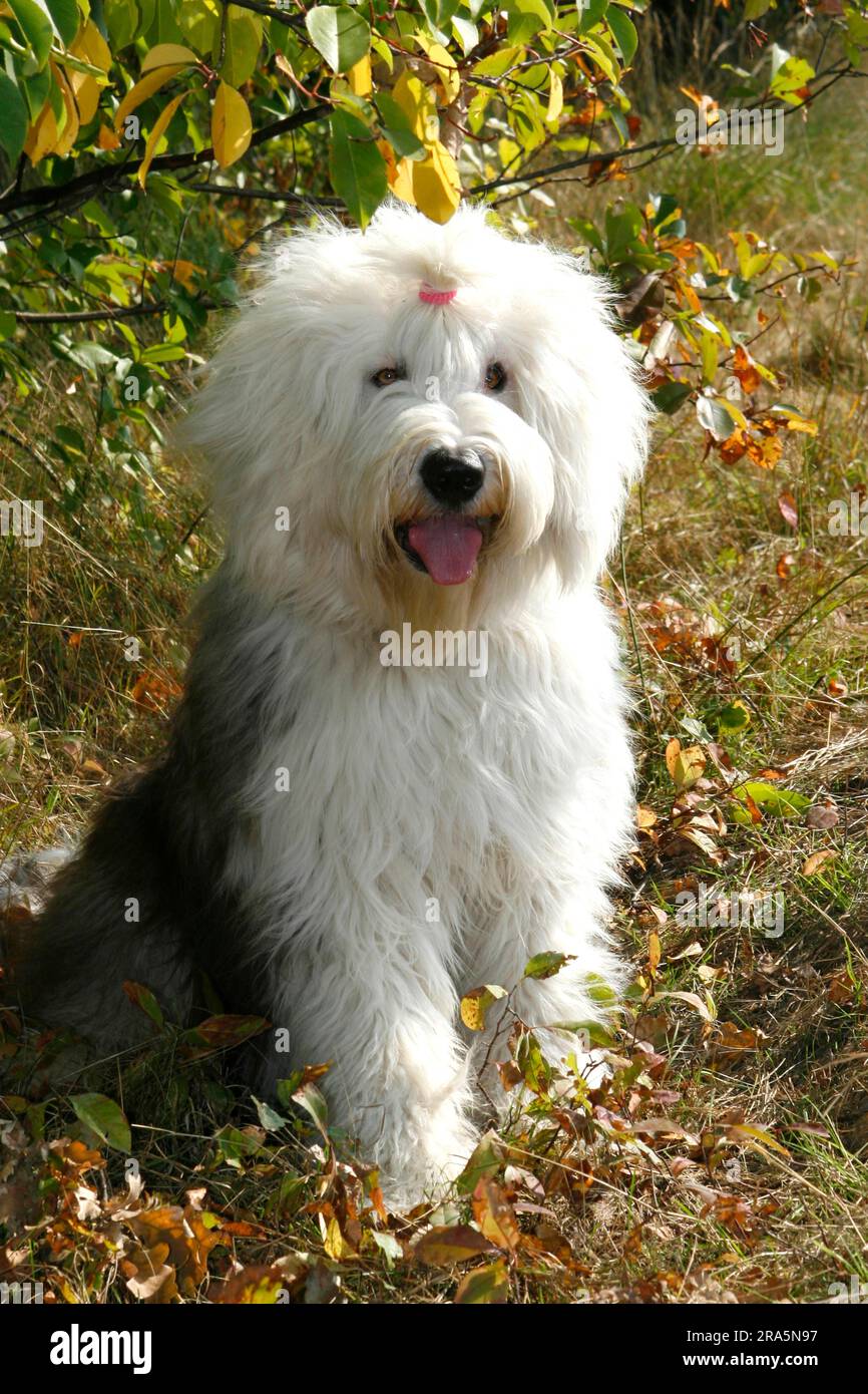 Bobtail, Old English Sheepdog Stock Photo - Alamy