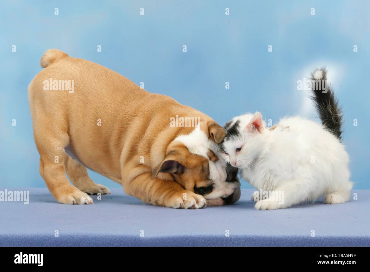 Two cute english bulldog hi-res stock photography and images - Alamy