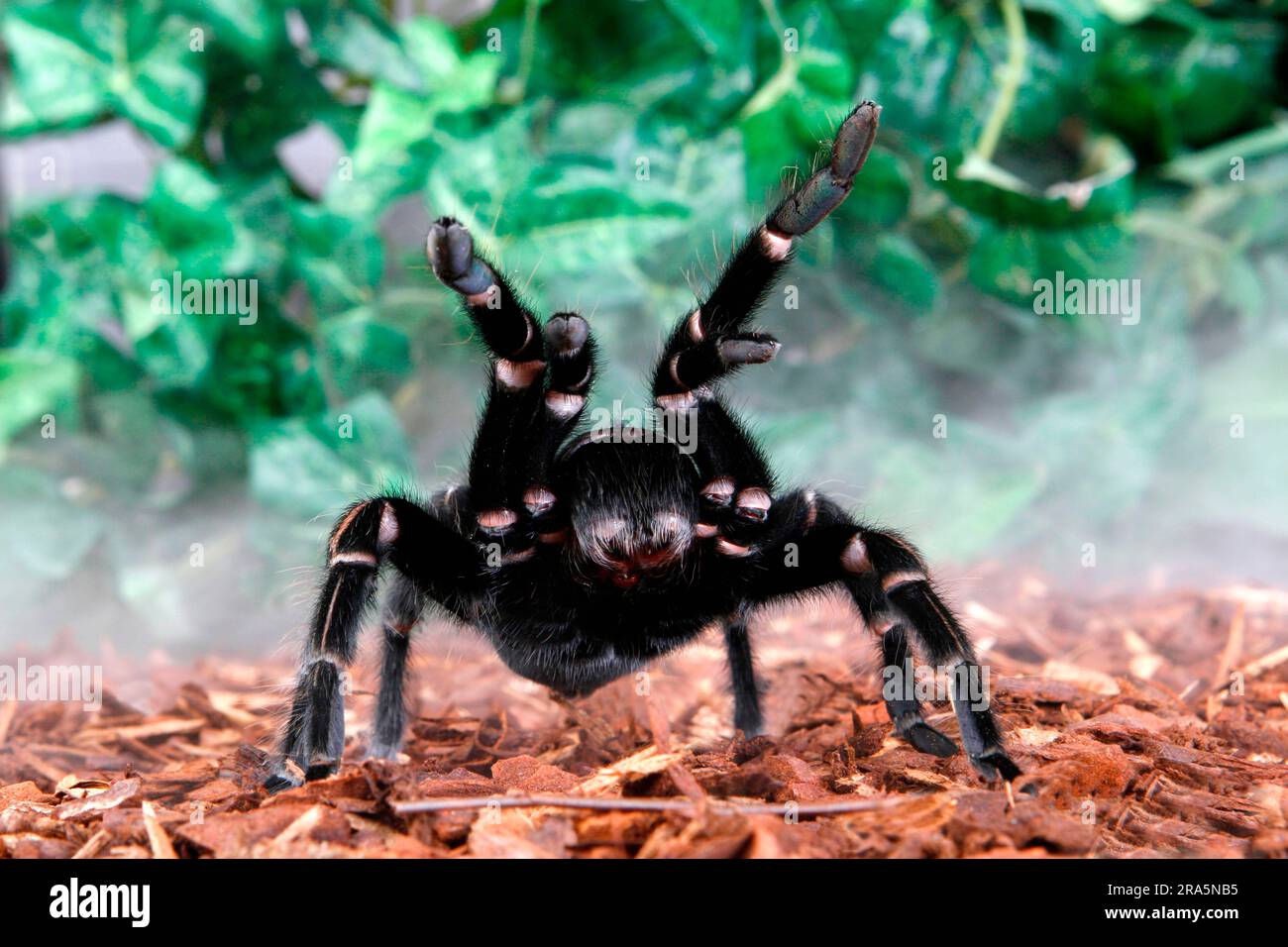Defensive posture hi-res stock photography and images - Alamy