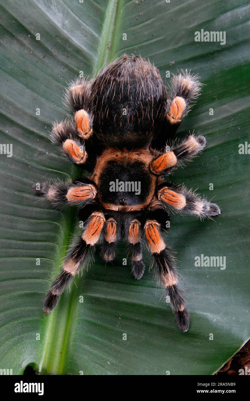 Mexican Redknee Tarantula (Brachypelma smithi Stock Photo - Alamy