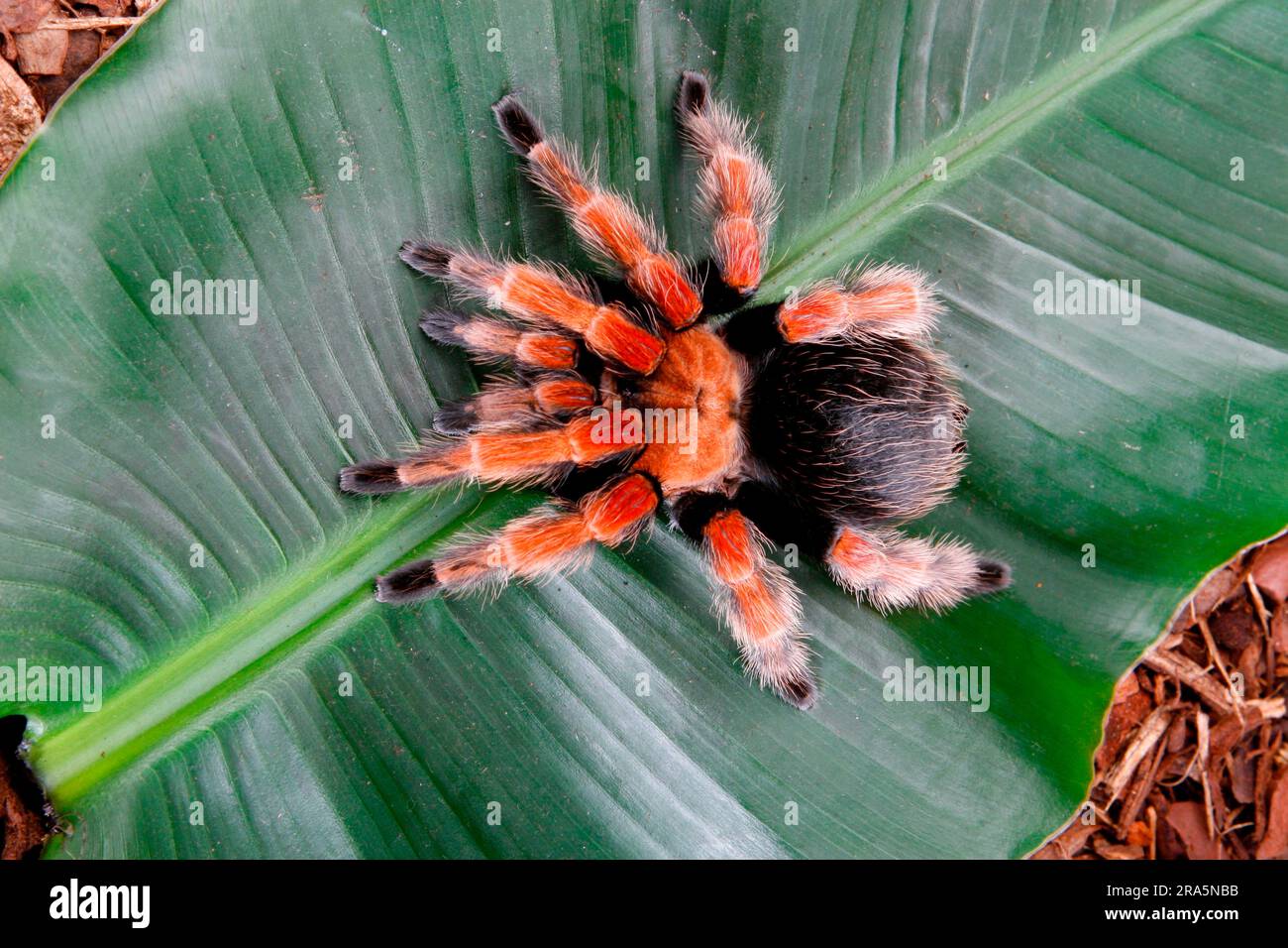 Mexican fireleg (Brachypelma boehmei), Mexican red-legged tarantula ...