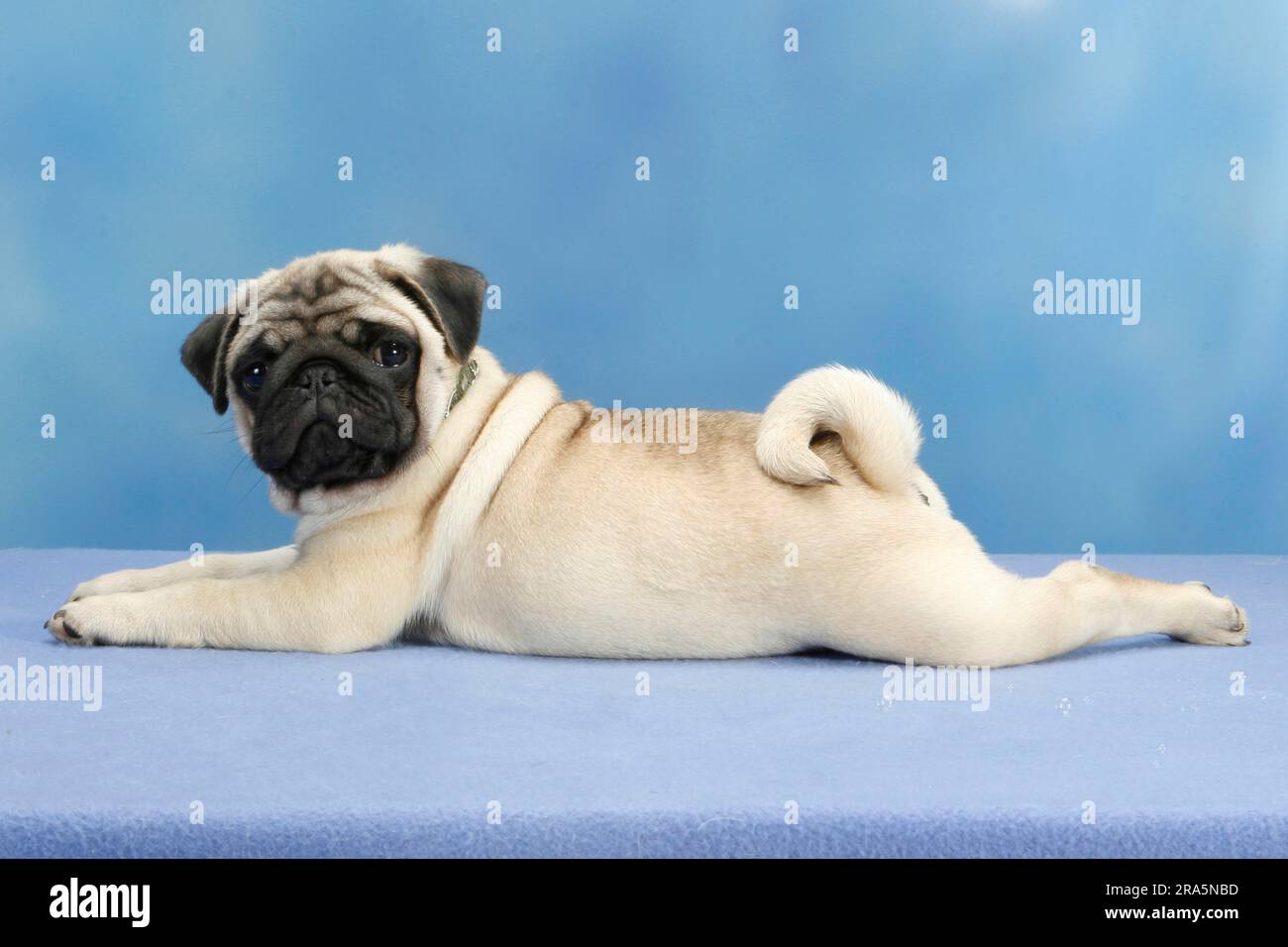 Pug, puppy, lateral, detachable Stock Photo - Alamy