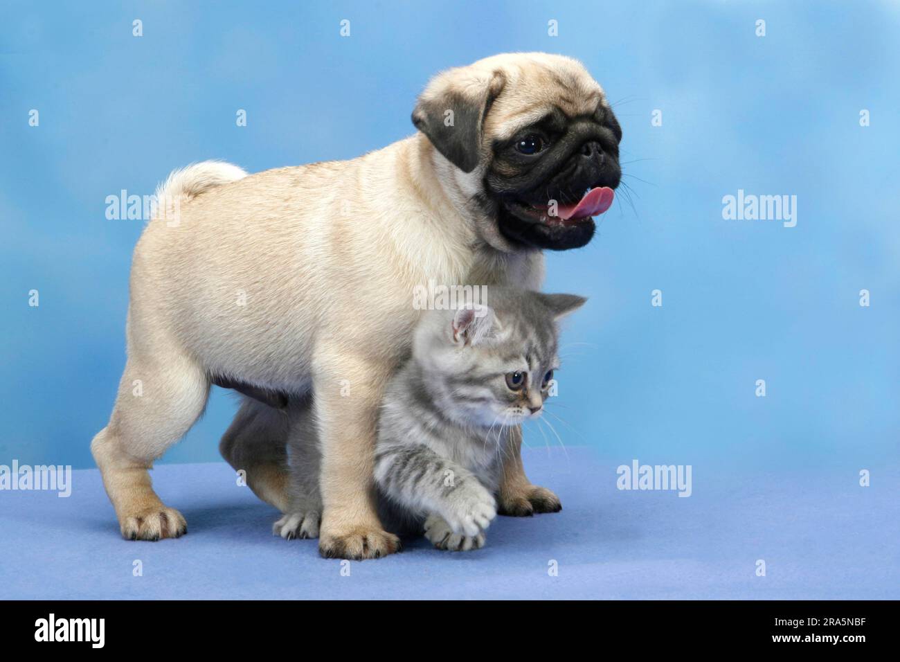 Animal friendship domestic cat pug hi-res stock photography and images ...