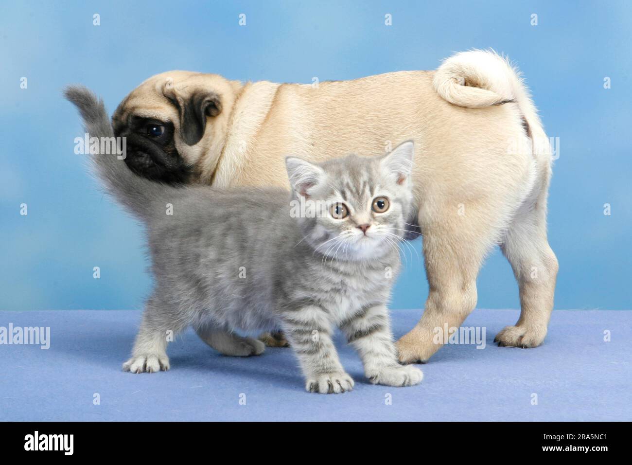 Pug, puppy, with domestic cat, kitten, mackerel, detachable Stock Photo ...