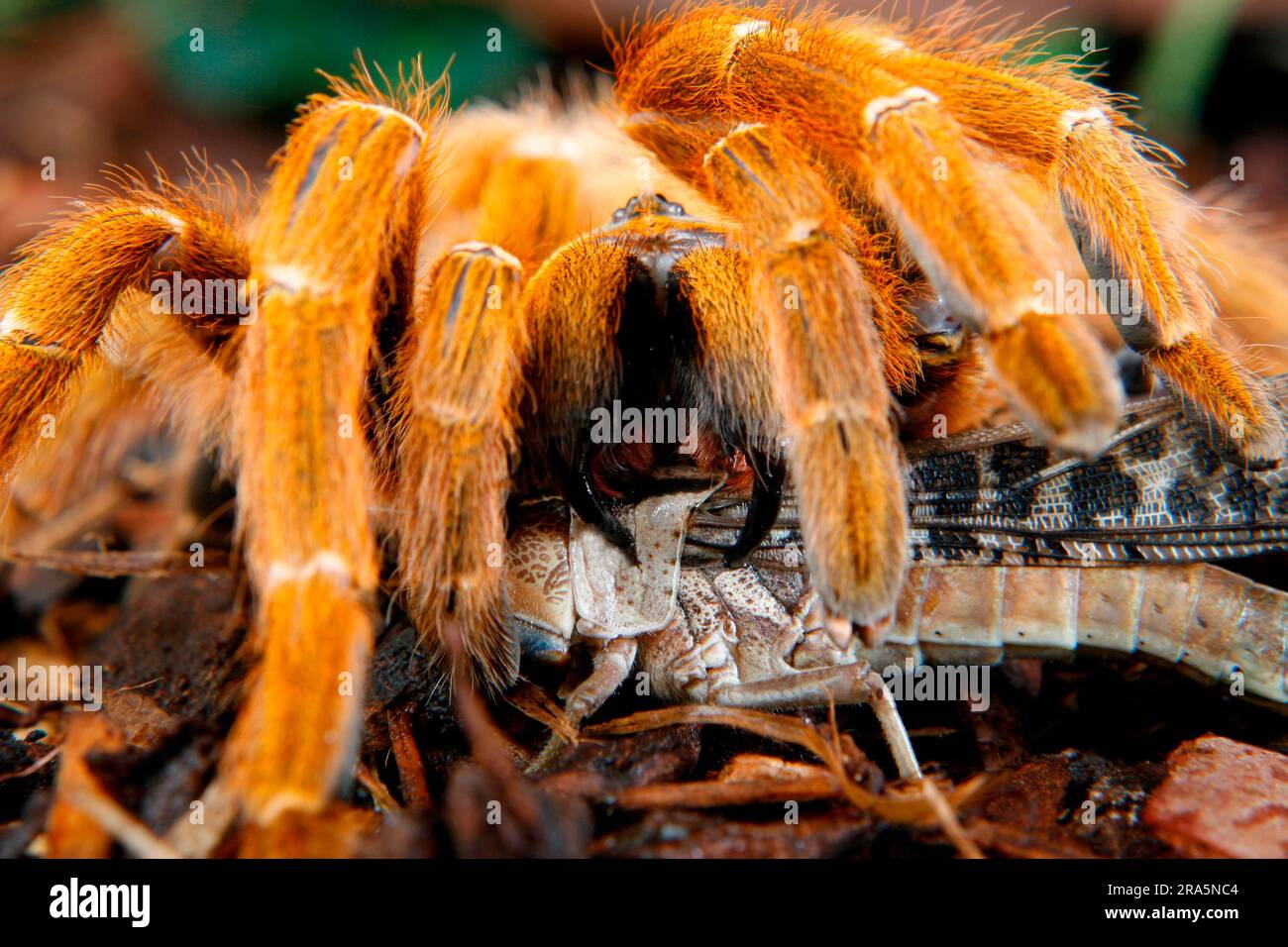 Woolly bird spider (Pterinochilus murinus Stock Photo - Alamy