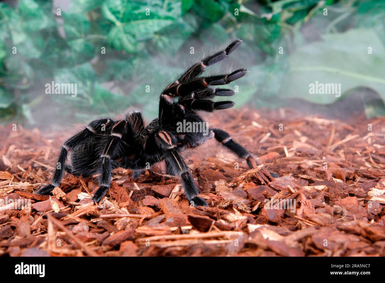 Brazilian tarantula (Lasiodorides striatus Stock Photo - Alamy