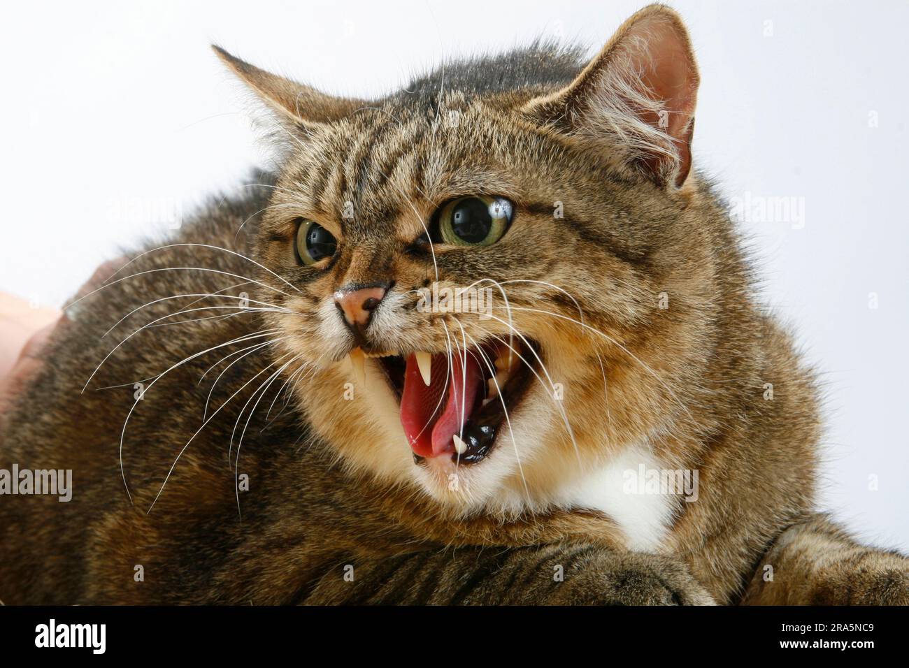House cat, tabby Stock Photo - Alamy