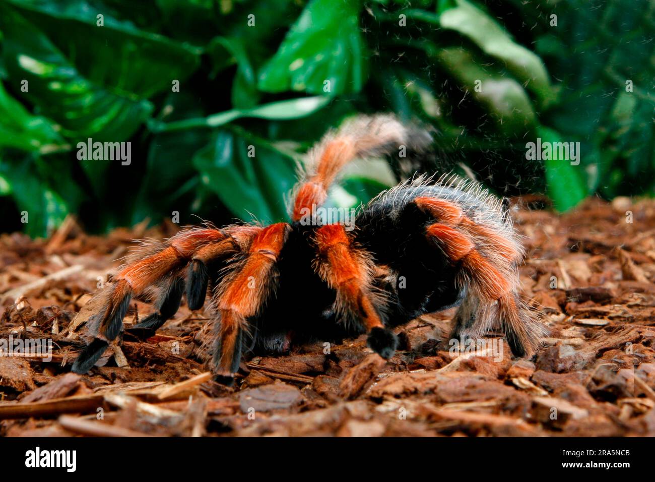 Mexican fireleg (Brachypelma boehmei), Mexican red-legged tarantula ...