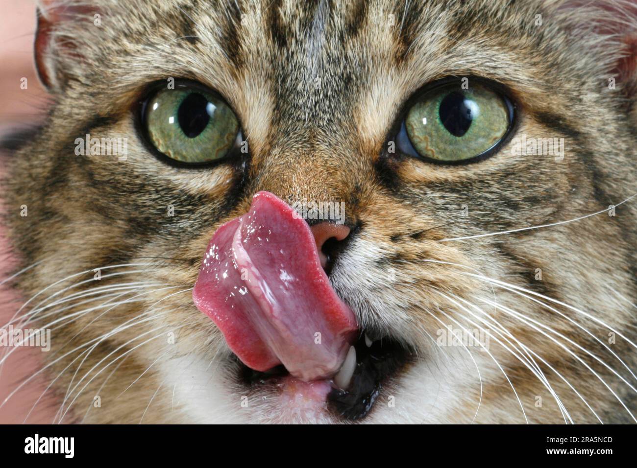 Domestic cat, tabby, tongue Stock Photo - Alamy