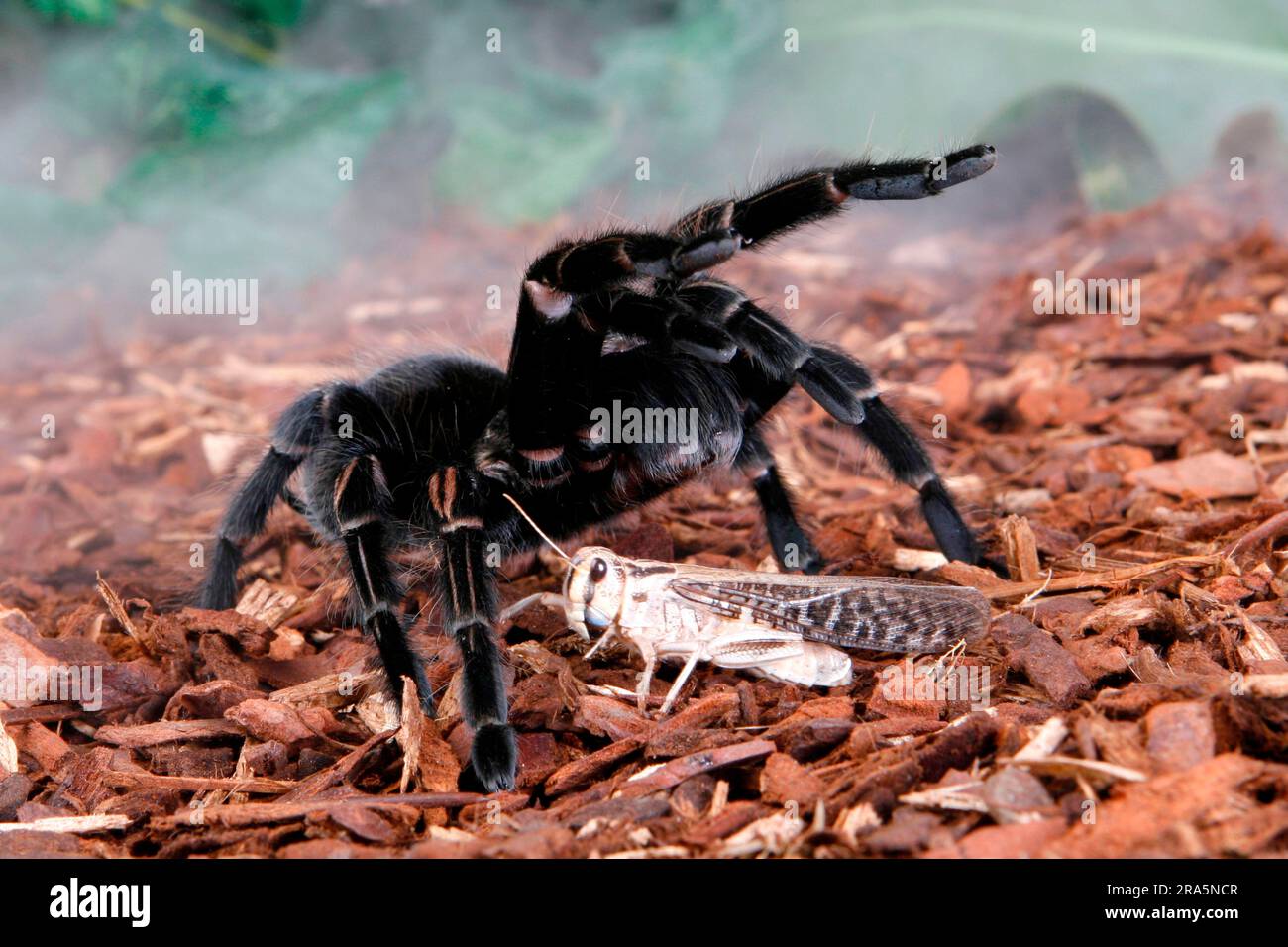 Brazilian tarantula (Lasiodorides striatus Stock Photo - Alamy