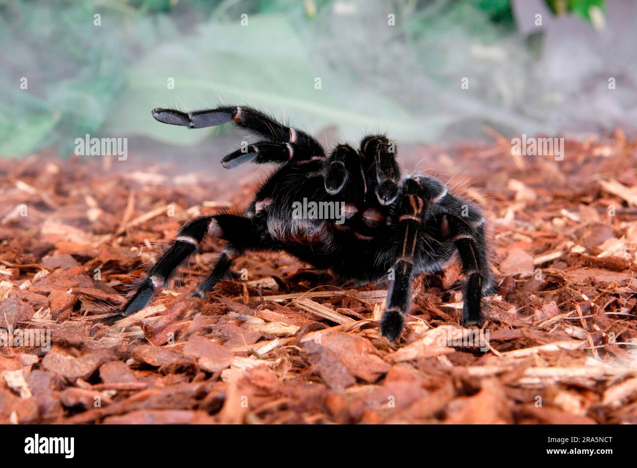 Brazilian tarantula (Lasiodorides striatus Stock Photo - Alamy