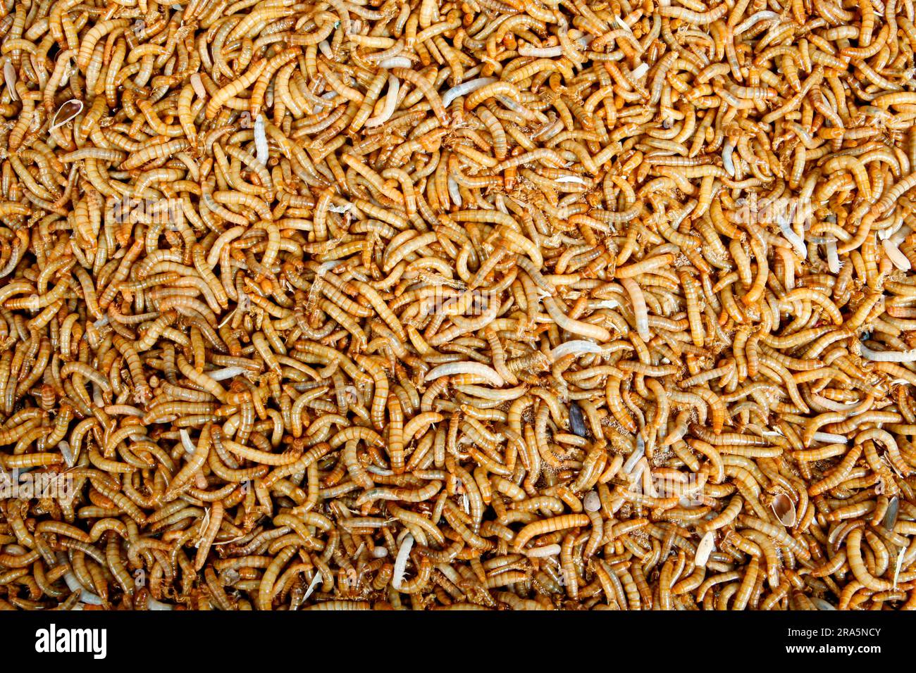 Yellow Mealworms (Tenebrio molitor Stock Photo - Alamy