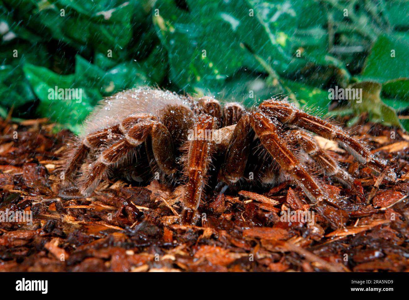Black blue-rayed giant tarantula (Pamphobeteus platyomma) (Vitalius ...