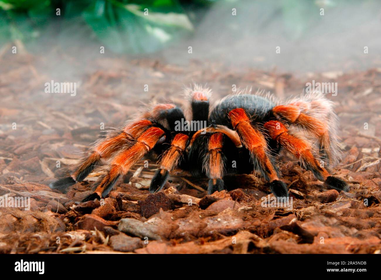 Mexican fireleg (Brachypelma boehmei), Mexican red-legged tarantula ...