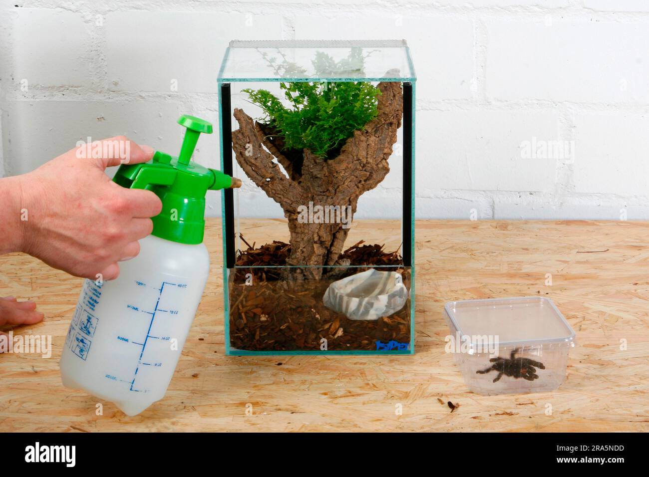 Terrarium for tarantula is set up Stock Photo - Alamy
