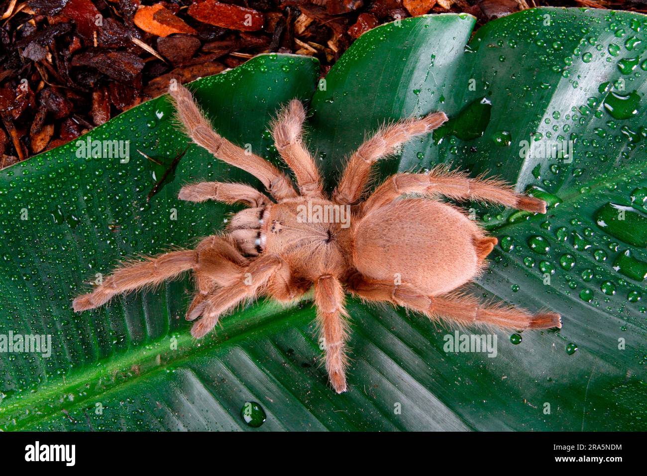 Malaysian Giant Fawn Tarantula (Chilobrachys huahini Stock Photo - Alamy