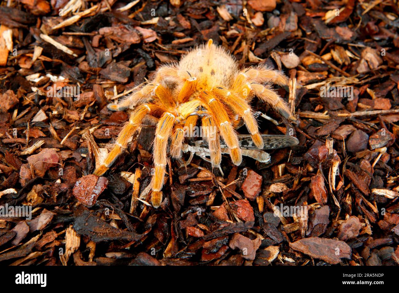 Woolly bird spider (Pterinochilus murinus Stock Photo - Alamy