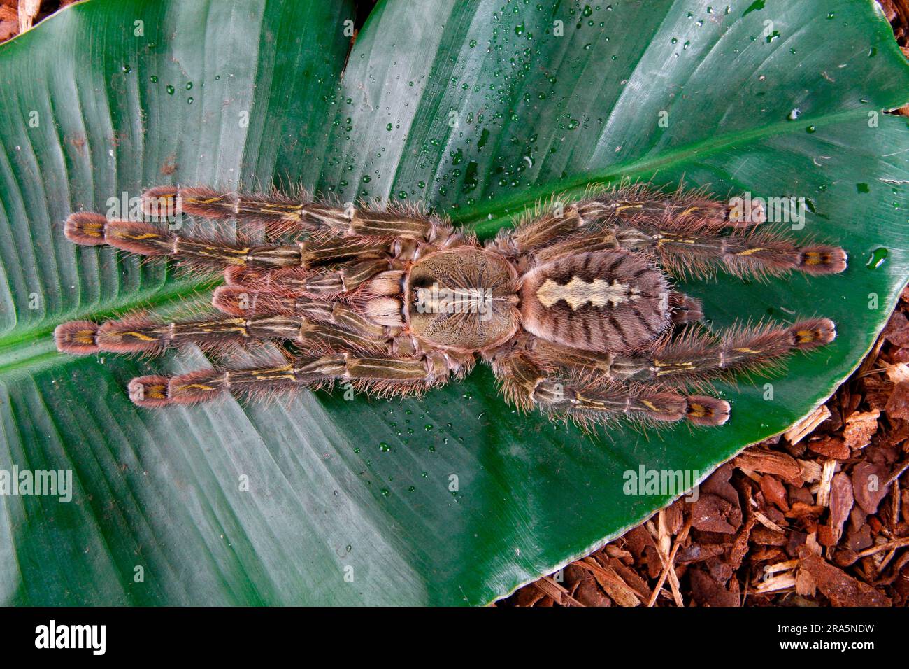 Ornamental tarantulas (Poecilotheria Stock Photo - Alamy