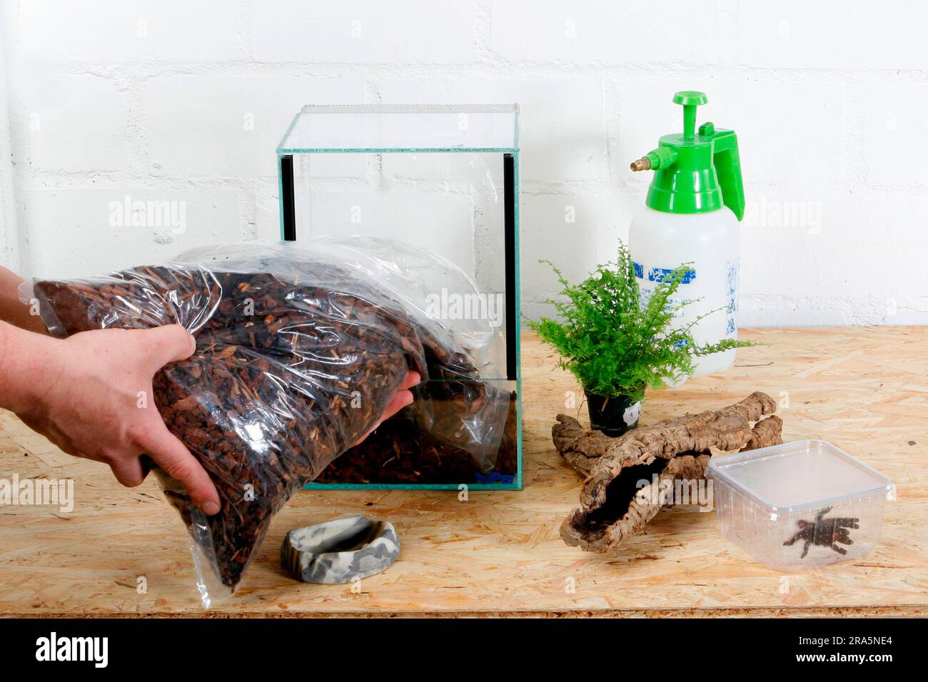 Terrarium for tarantula is set up Stock Photo - Alamy