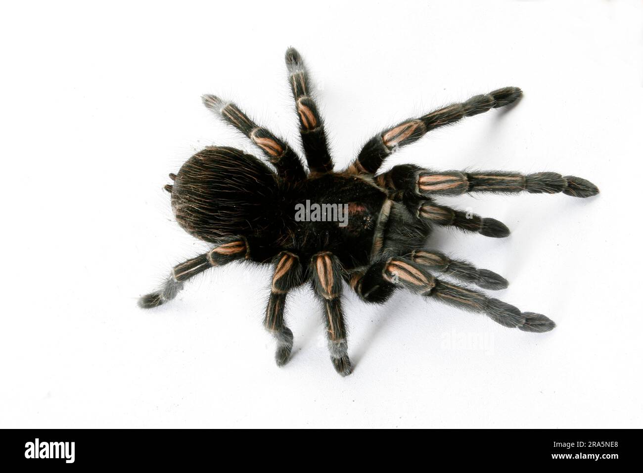 Brazilian tarantula (Lasiodorides striatus Stock Photo - Alamy
