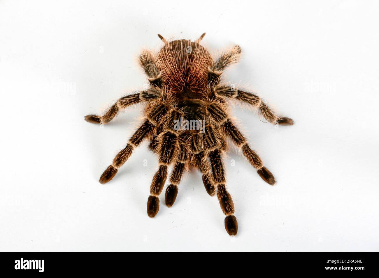 Brazilian tarantula (Lasiodora difficilis Stock Photo - Alamy