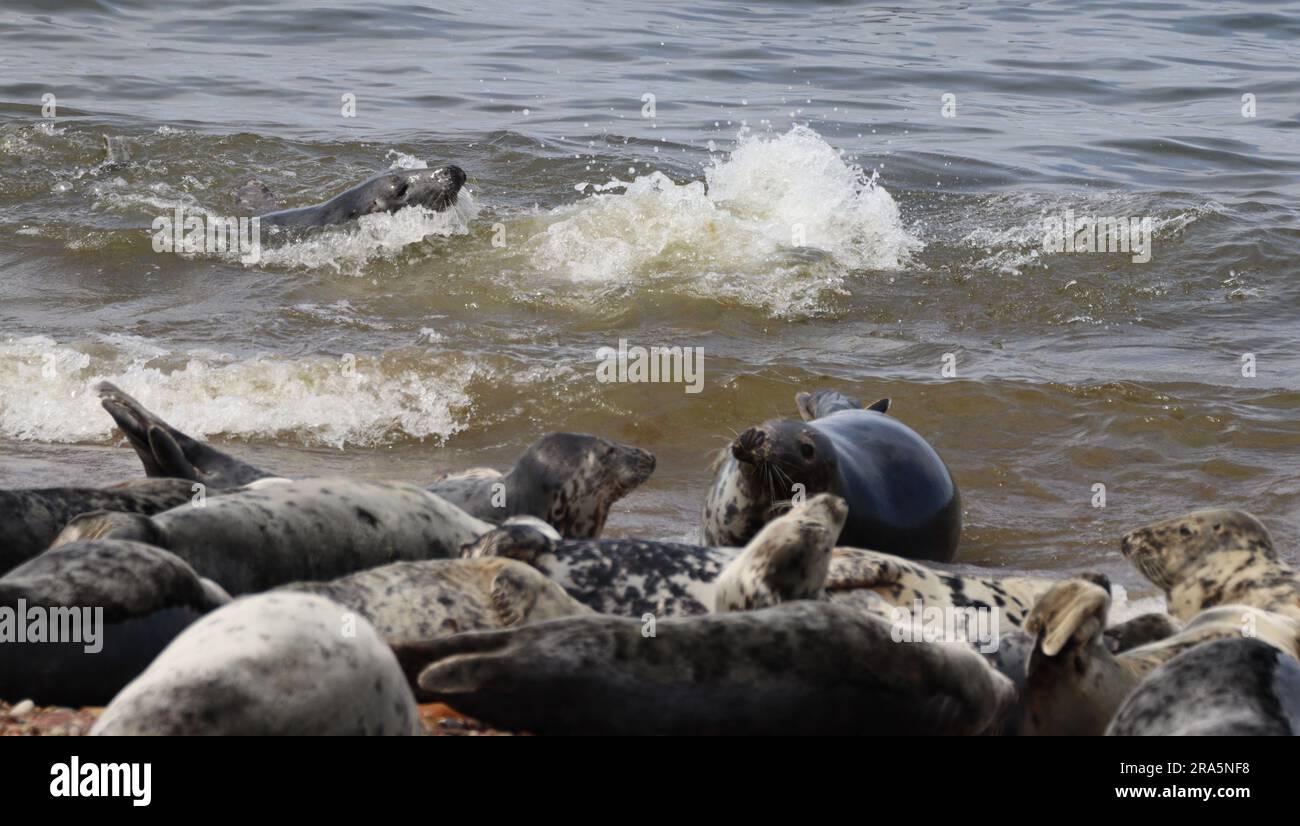 Seals on pebble beach hi-res stock photography and images - Alamy