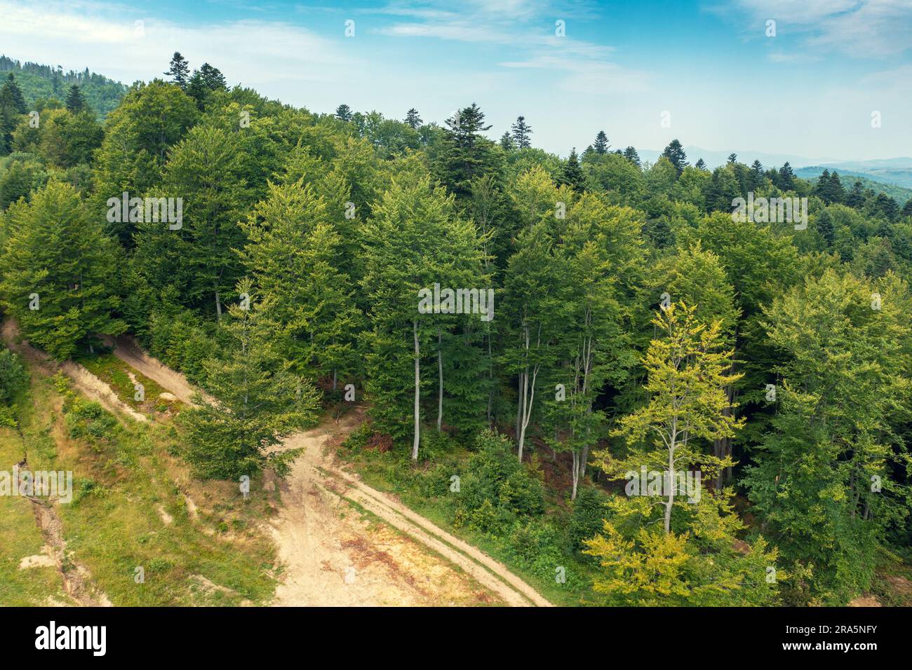 Green trees on mountain slope hi-res stock photography and images - Alamy