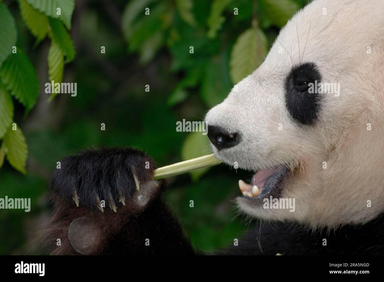 Giant Panda (Ailuropoda melanoleuca), bamboo bear, lateral, paw, paw ...