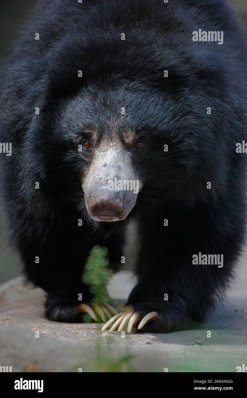 Sloth bear (Melursus ursinus) (Ursus ursinus Stock Photo - Alamy