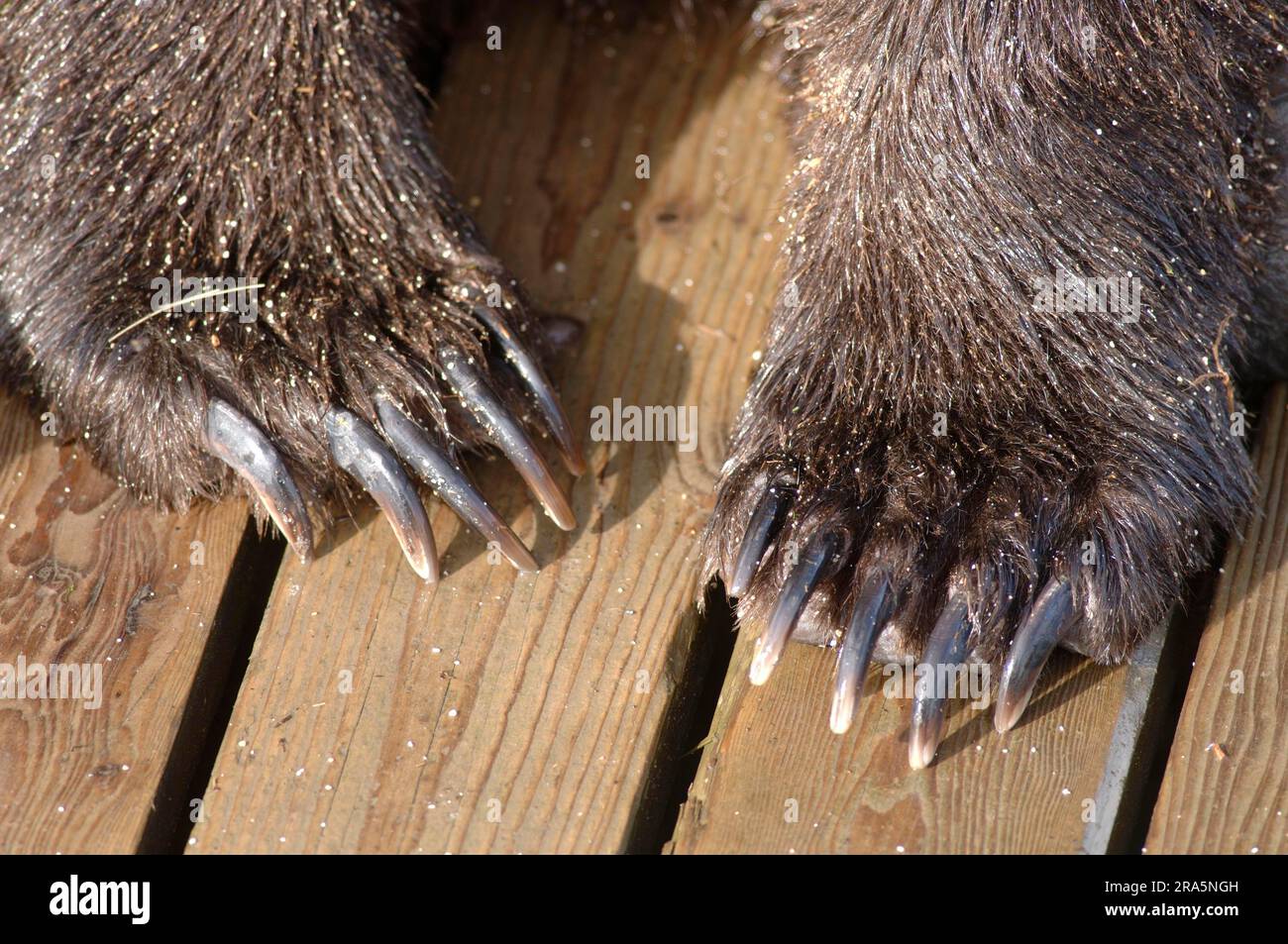Grizzly bear (Ursus arctos horribilis), paws and claws, Katmai National ...