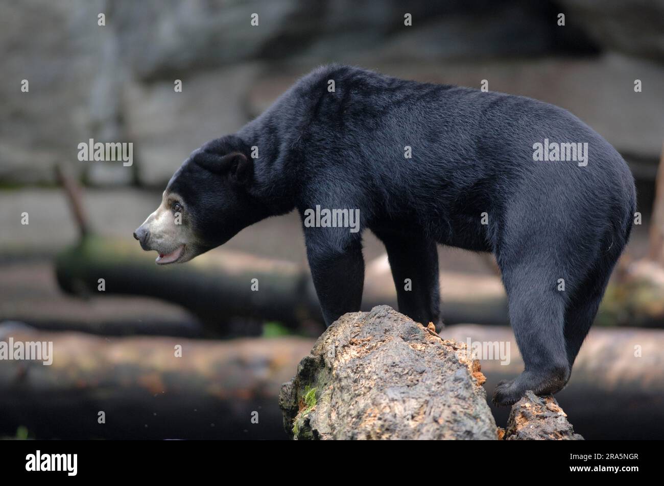Asia, sun bear hi-res stock photography and images - Alamy