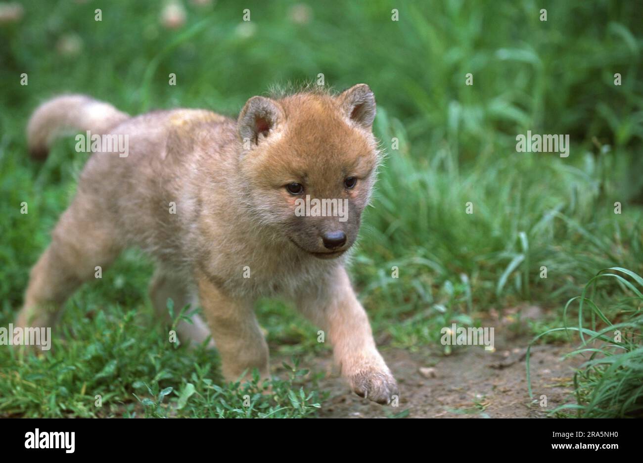Gray wolf (Canis lupus), young animal, 1 month Stock Photo - Alamy