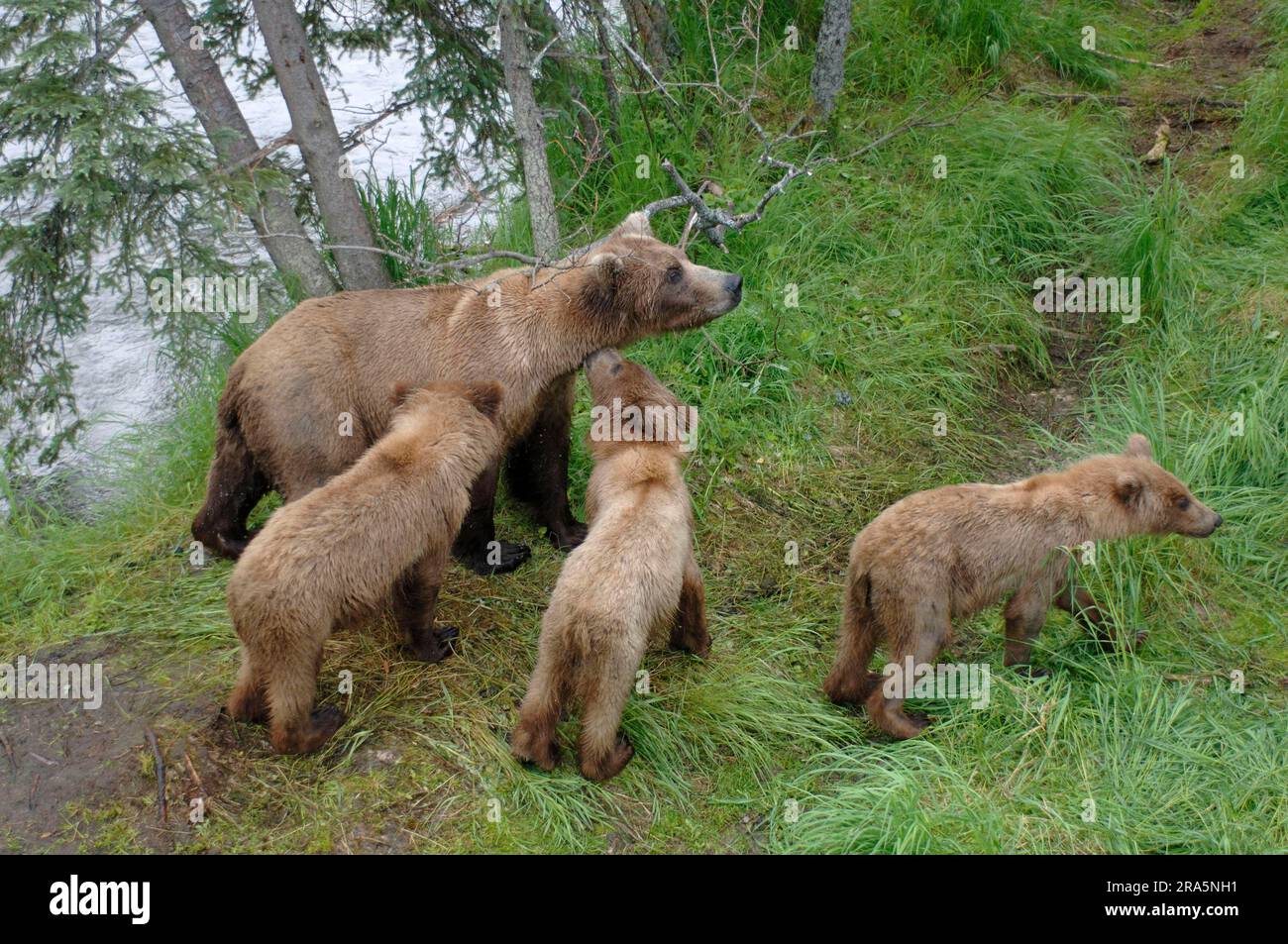 Grizzly bears (Ursus arctos horribilis), female and cubs, Katmai ...