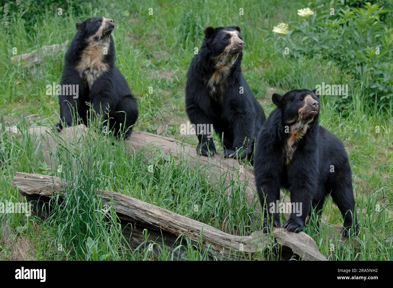 Spectacled bears (Tremarctos ornatus), spectacled bear Stock Photo - Alamy