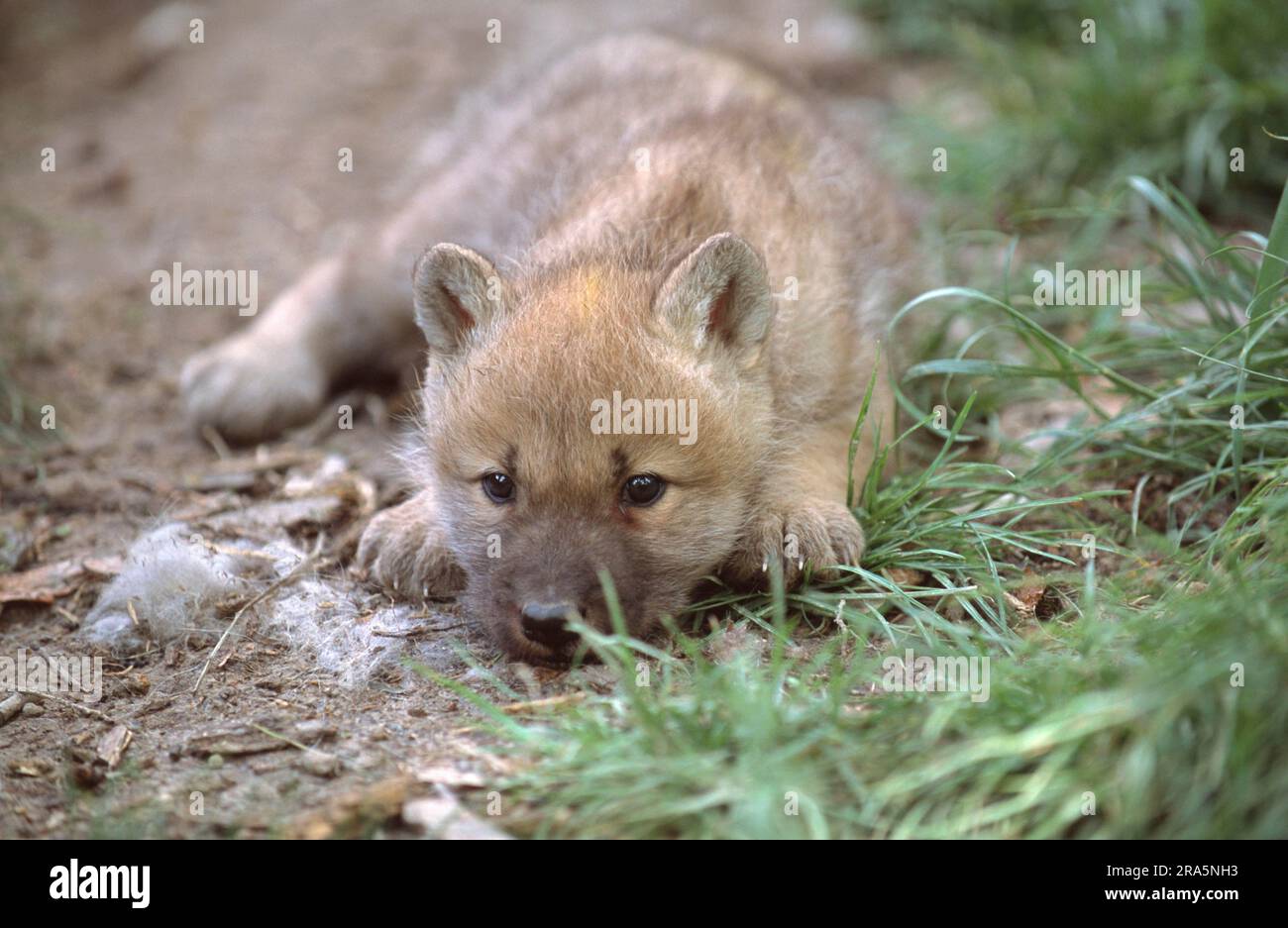 Gray wolf (Canis lupus), young animal, 1 month Stock Photo - Alamy