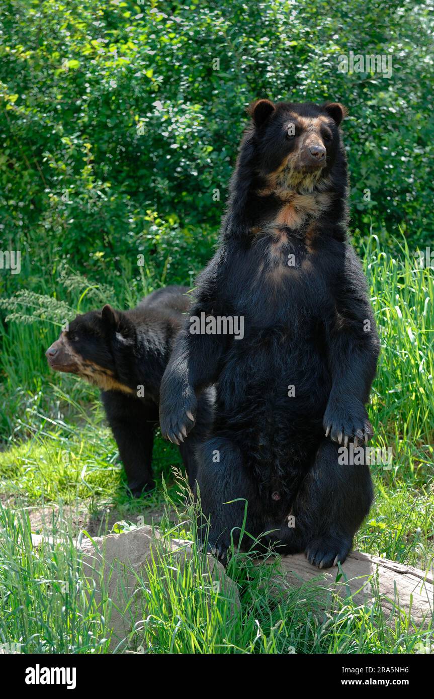 Spectacled bears (Tremarctos ornatus), pair, Spectacled bear Stock ...