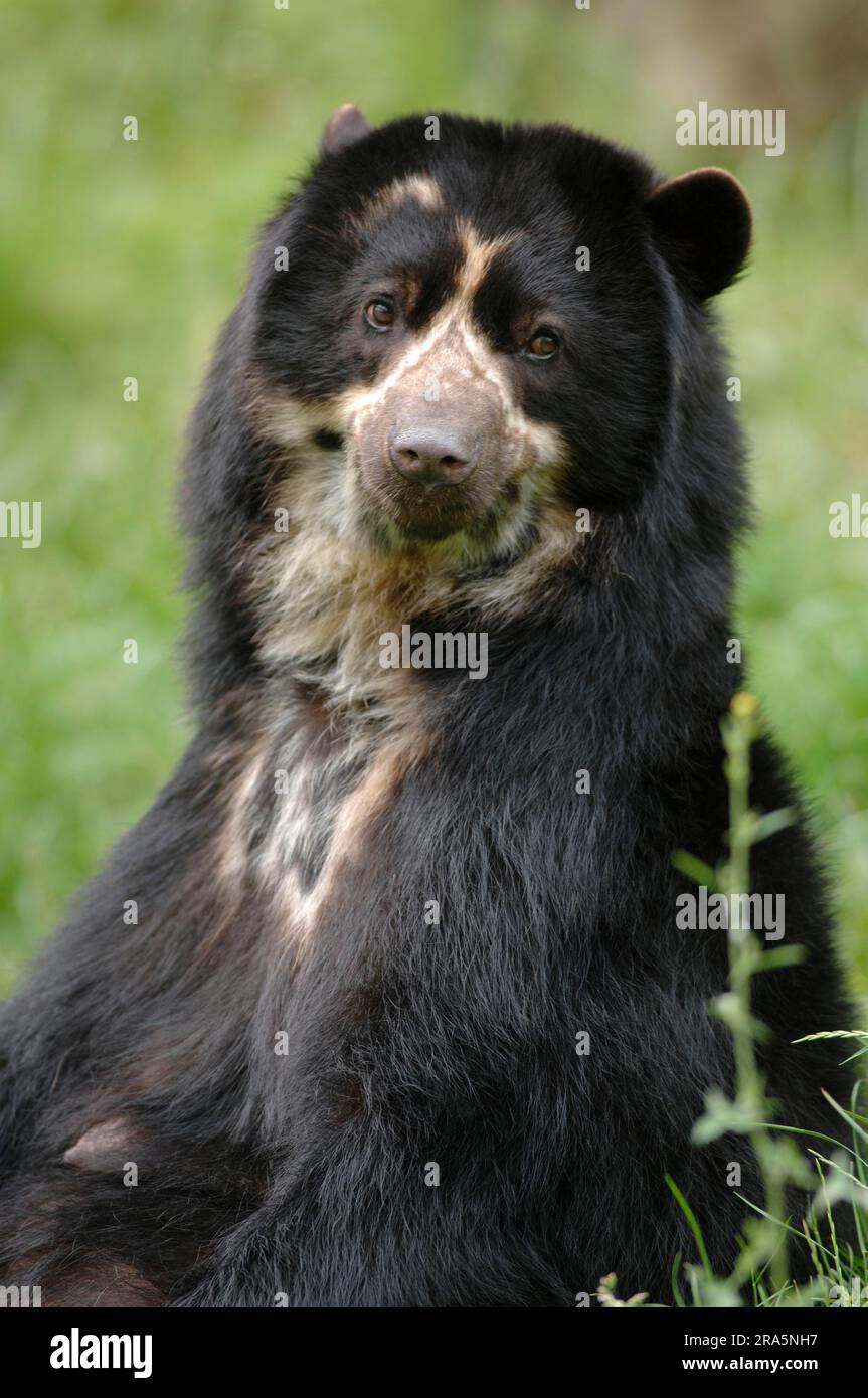 Spectacled bear (Tremarctos ornatus), female Stock Photo - Alamy