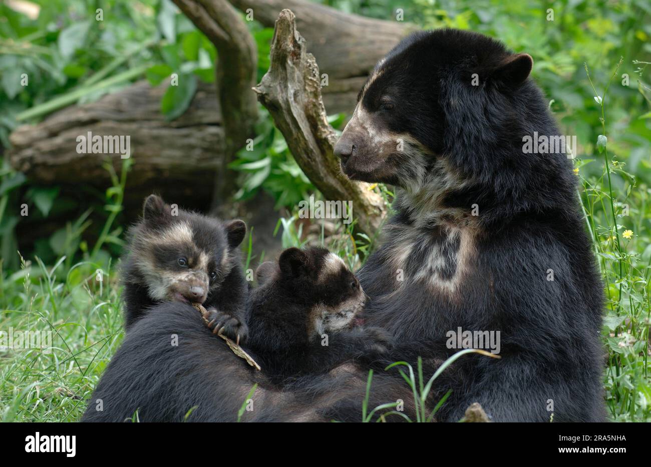 Spectacled bears (Tremarctos ornatus), female suckling cubs, 3 months ...