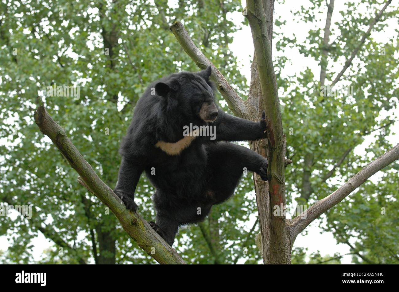 Asian black bear (Ursus thibetanus) (Selenarctos thibetanus Stock Photo ...