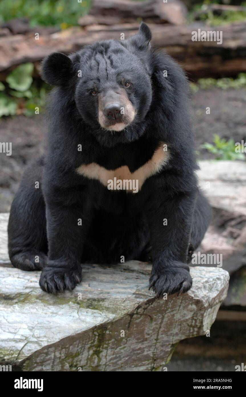 Asian black bear (Ursus thibetanus) (Selenarctos thibetanus ...
