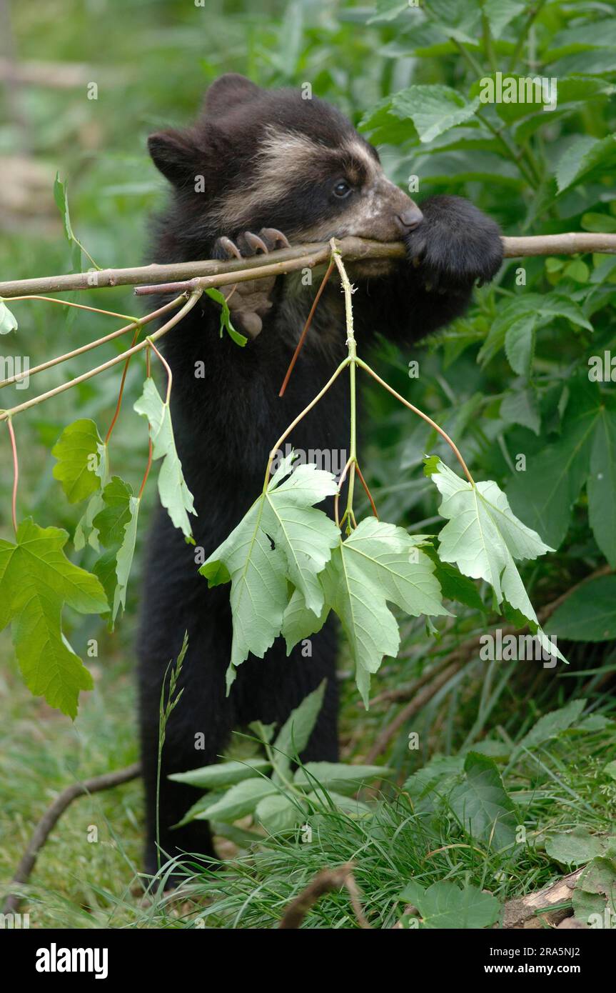 Spectacled bear (Tremarctos ornatus), young, 3 months Stock Photo - Alamy