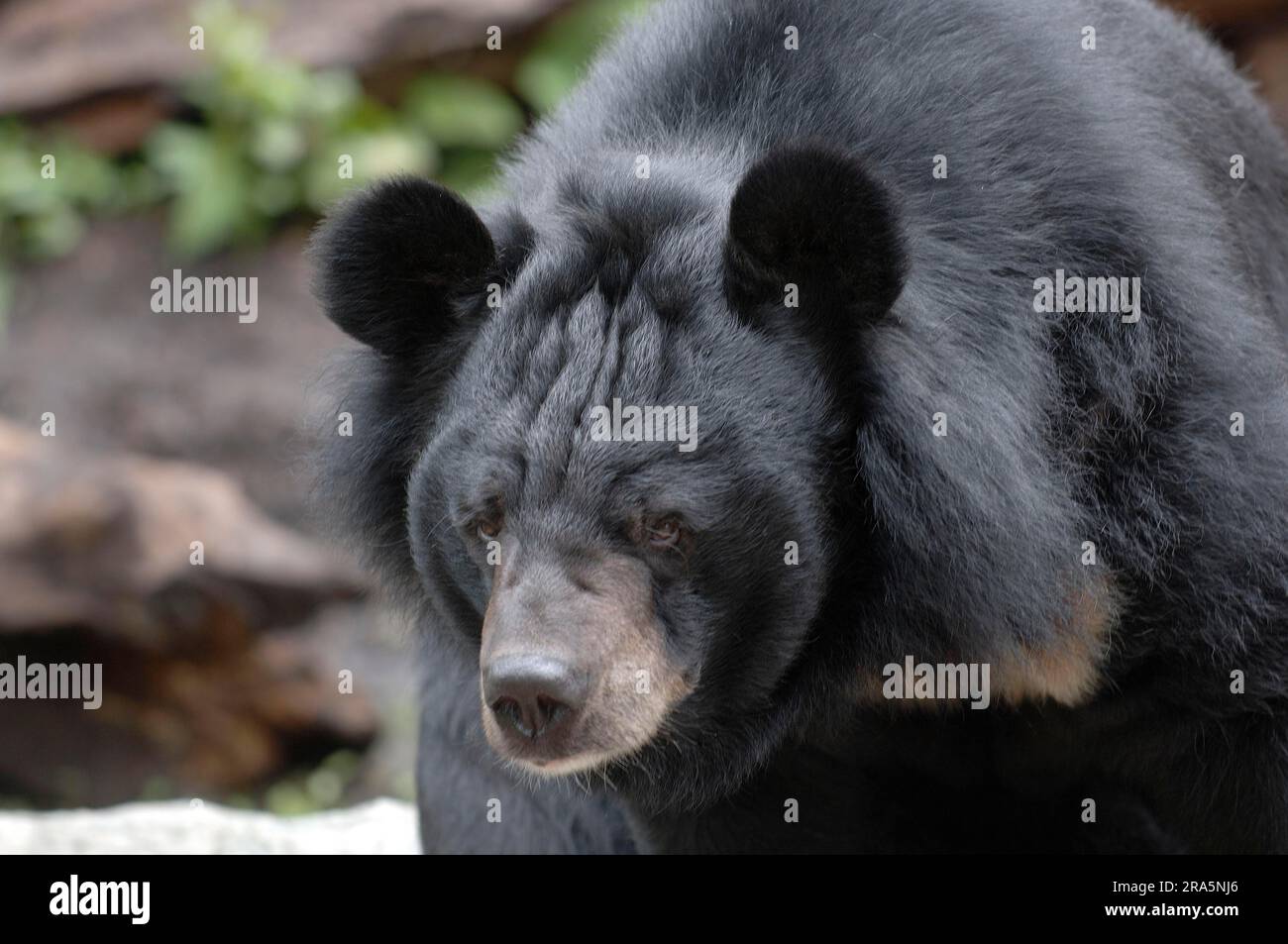 Asian black bear ursus hi-res stock photography and images - Alamy