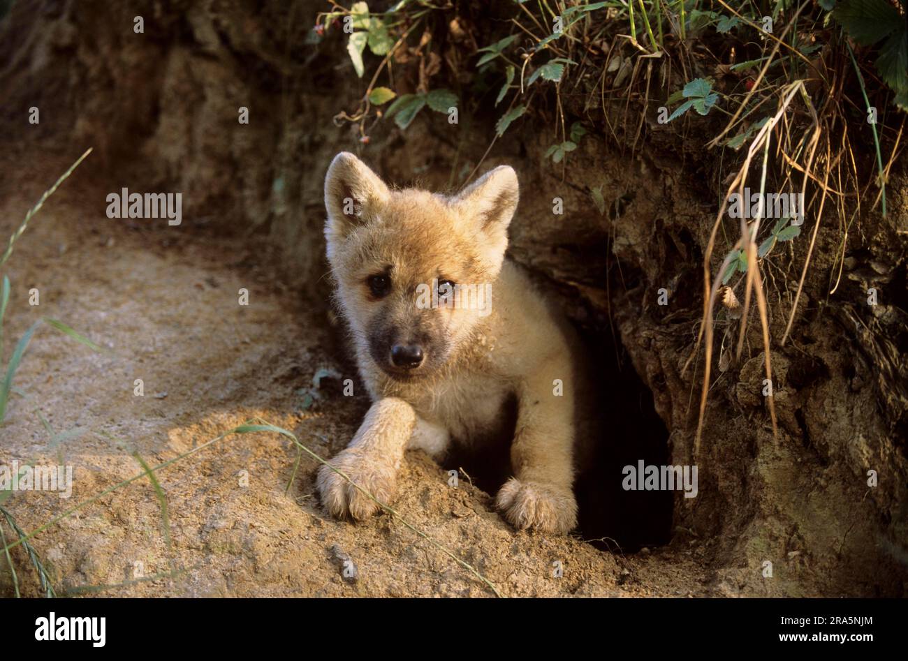 White wolf (Canis lupus), young comes out of den Stock Photo - Alamy