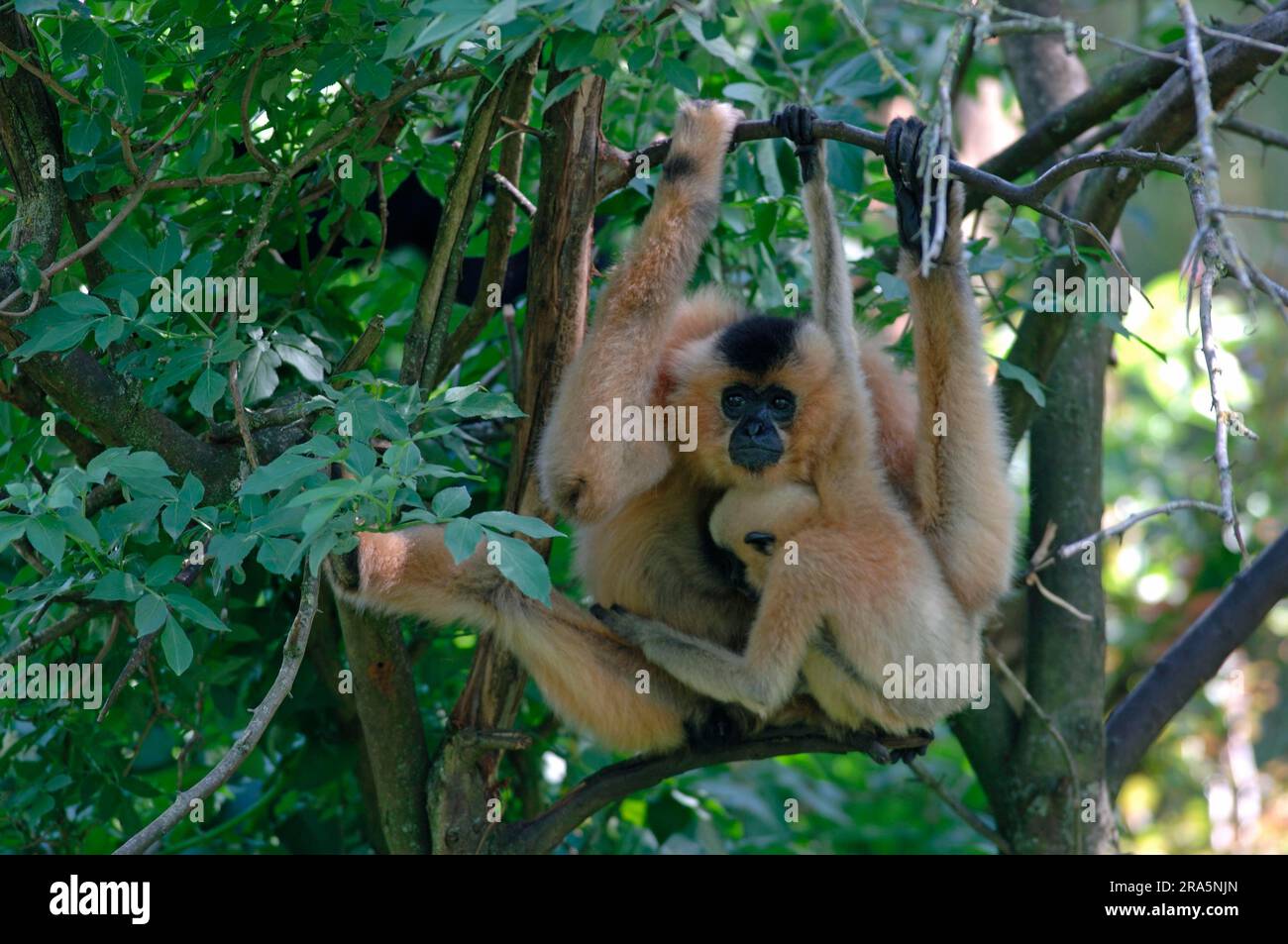 Yellow-cheeked crested gibbons, female with young (Hylobates concolor ...