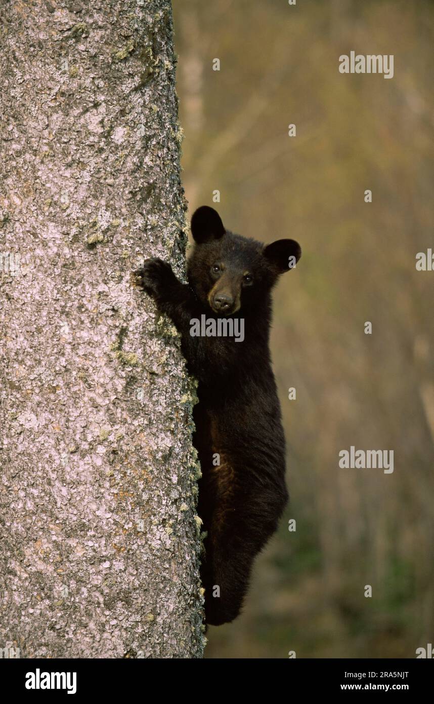 American Black Bear (Ursus americanus), young, Forillon Park, Quebec ...