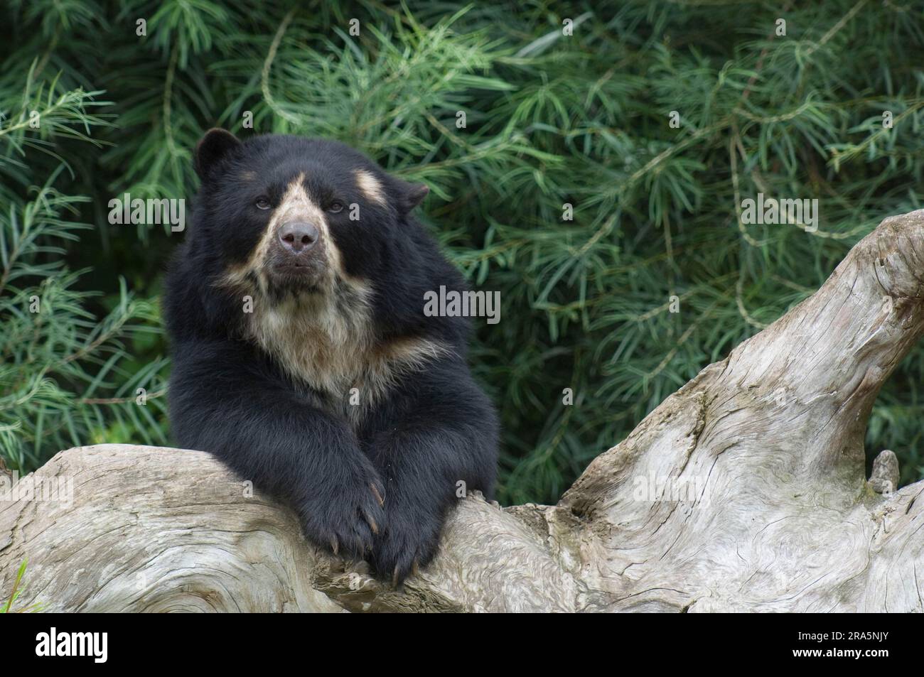 Spectacled bear (Tremarctos ornatus), female, Andean bear Stock Photo ...