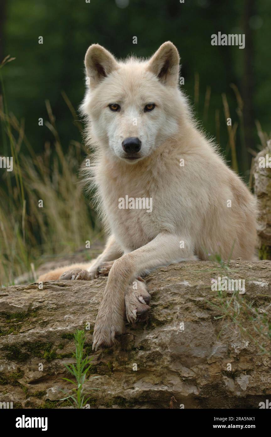 White wolf (Canis lupus), female Stock Photo - Alamy