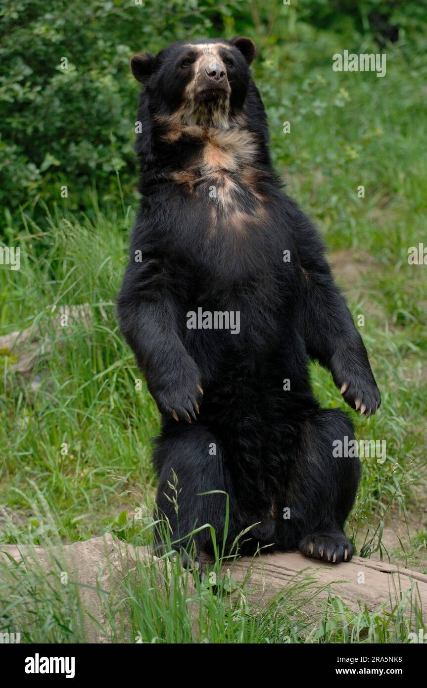 Spectacled bear (Tremarctos ornatus), male Stock Photo - Alamy