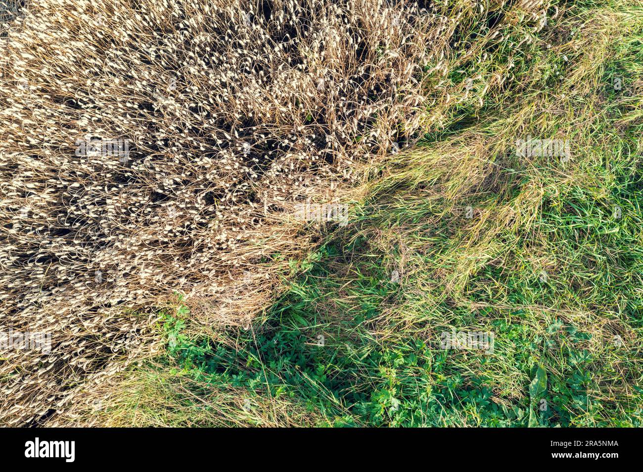 Top view of the edge of a wheat field. Abstract nature background Stock ...